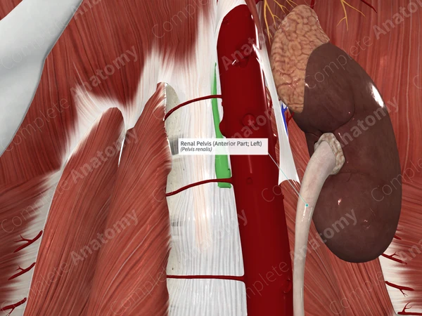 Renal Pelvis (Anterior Part; Left) | Complete Anatomy