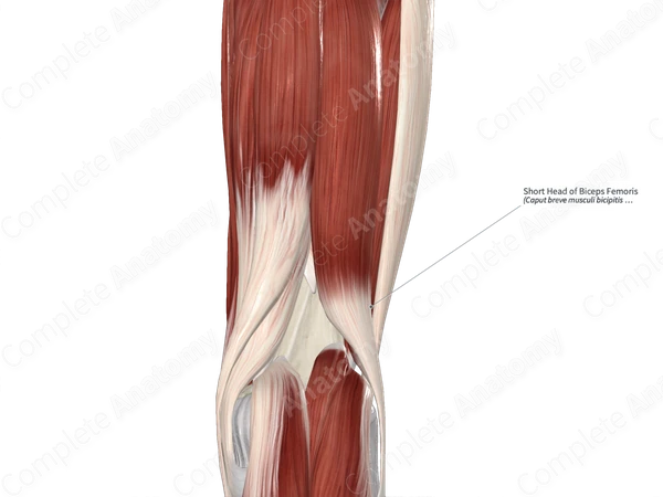 Short Head of Biceps Femoris | Complete Anatomy