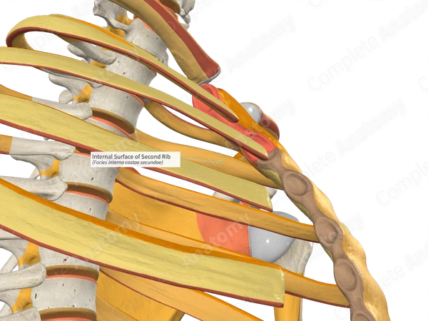 Internal Surface of Second Rib | Complete Anatomy