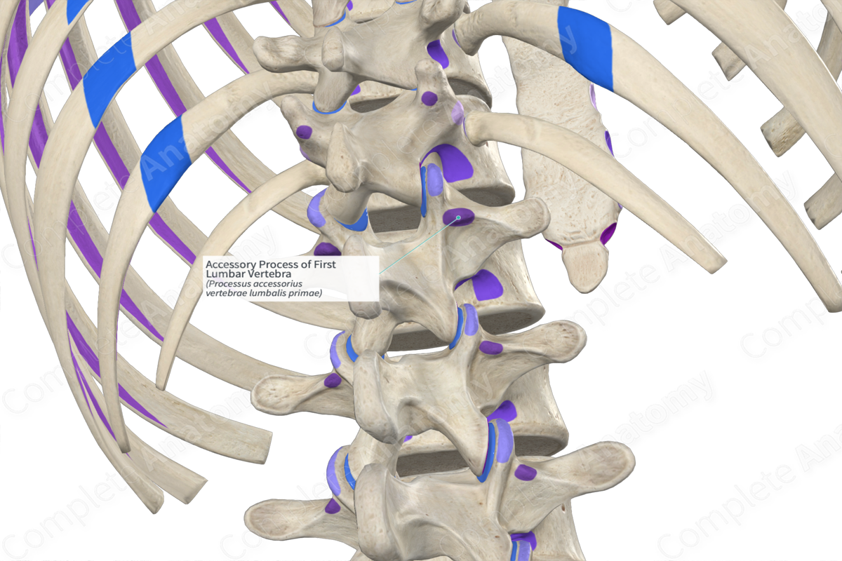 Accessory Process Of First Lumbar Vertebra Right Complete Anatomy