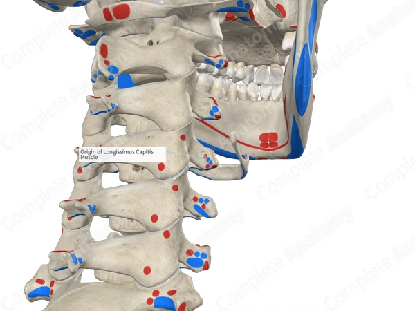 Origin of Longissimus Capitis Muscle | Complete Anatomy