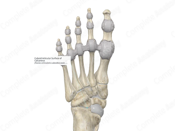 Cuboid Articular Surface of Calcaneus | Complete Anatomy