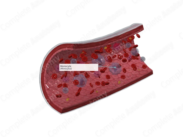 Monocyte | Complete Anatomy