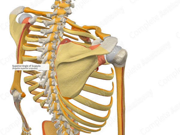 Superior Angle of Scapula | Complete Anatomy