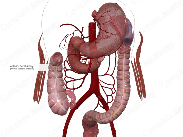 Anterior Cecal Artery | Complete Anatomy