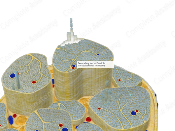 Secondary Nerve Fascicle | Complete Anatomy