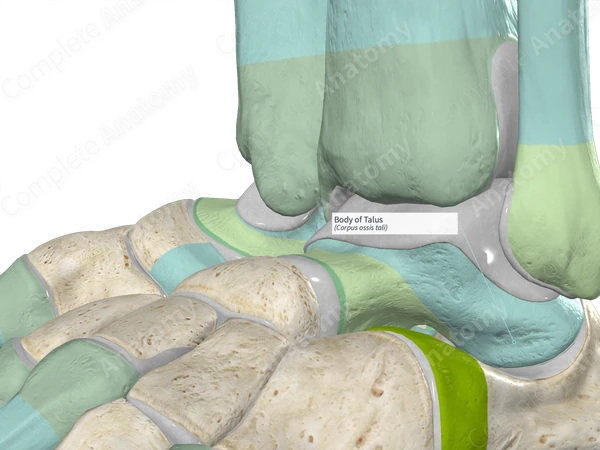 Body of Talus | Complete Anatomy