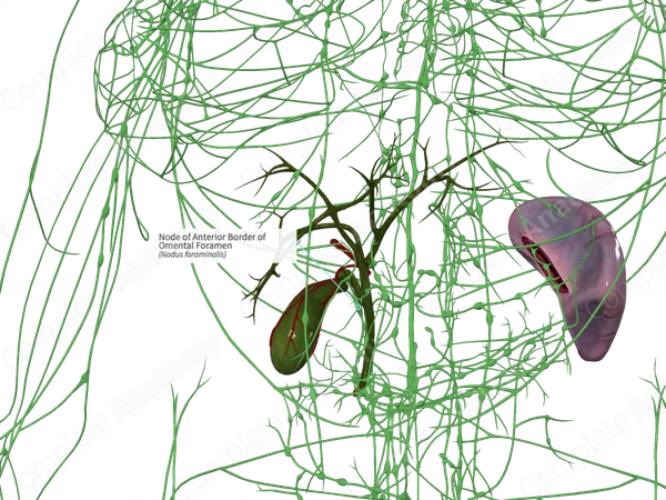 Node of Anterior Border of Omental Foramen | Complete Anatomy