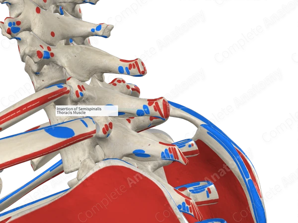 Insertion of Semispinalis Thoracis Muscle | Complete Anatomy