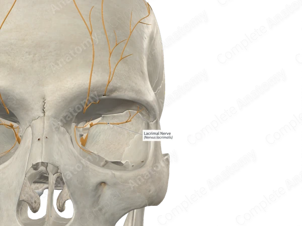 Lacrimal Nerve Ocular Anatomy And Physiology Relevant To Anaesthesia