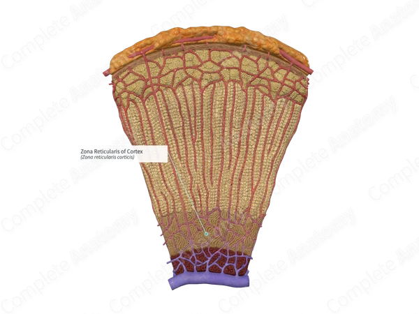 Zona Reticularis of Cortex | Complete Anatomy