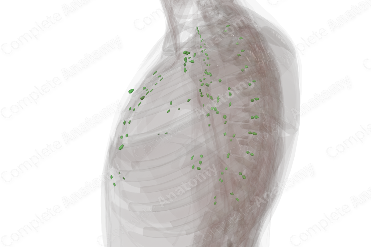 Thoracic Lymph Nodes | Complete Anatomy Thoracic Lymph Nodes | Complete Anatomy