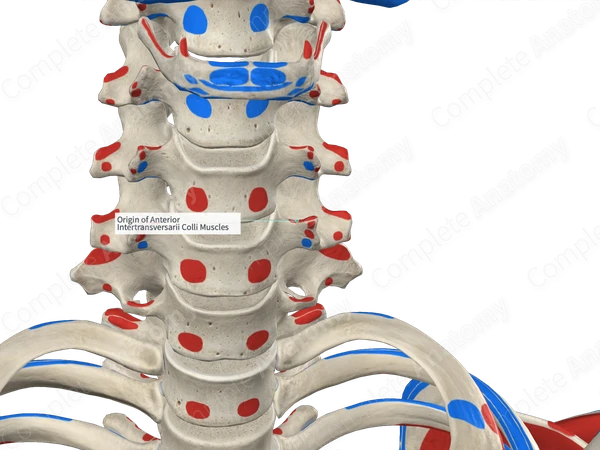 Origin of Anterior Intertransversarii Colli Muscles | Complete Anatomy