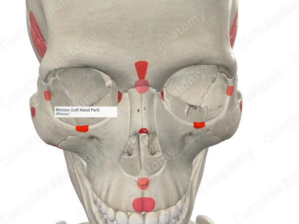 Rhinion (Left Nasal Part) | Complete Anatomy