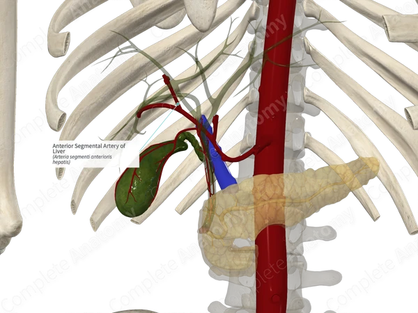 Anterior Segmental Artery of Liver | Complete Anatomy