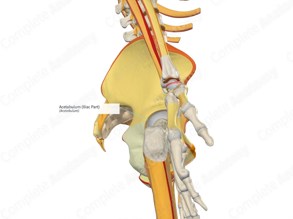Acetabulum (Iliac Part) | Complete Anatomy
