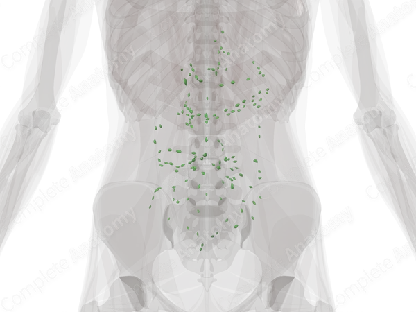 Visceral Abdominal Lymph Nodes | Complete Anatomy