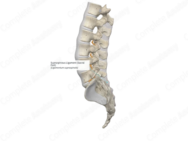 Supraspinous Ligament (Sacral Part) | Complete Anatomy