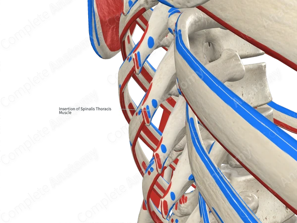 Insertion of Spinalis Thoracis Muscle | Complete Anatomy