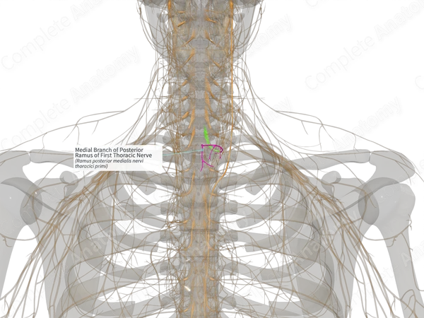 Medial Branch of Posterior Ramus of First Thoracic Nerve (Right ...