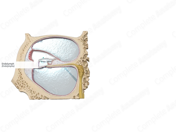 Endolymph | Complete Anatomy