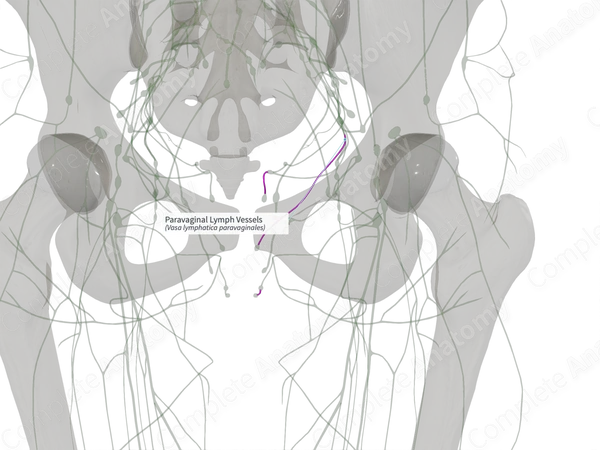 Paravaginal Lymph Vessels (Left) | Complete Anatomy