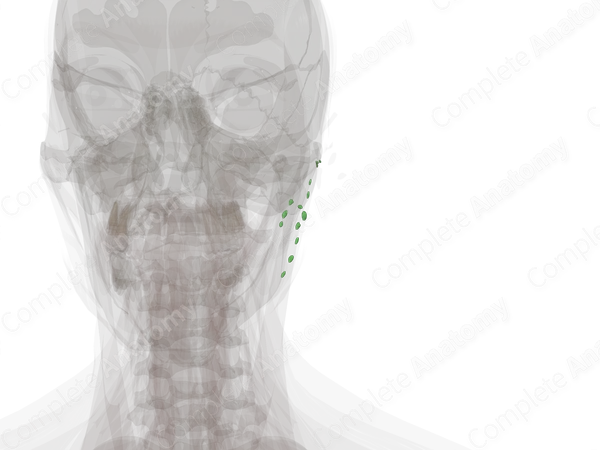 Parotid Nodes (Left) | Complete Anatomy