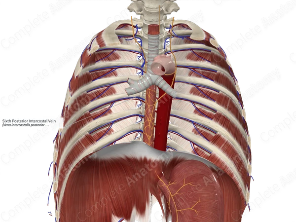 Sixth Posterior Intercostal Vein | Complete Anatomy