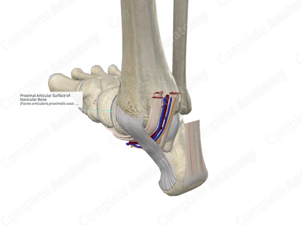 Tubercle Of Navicular Bone