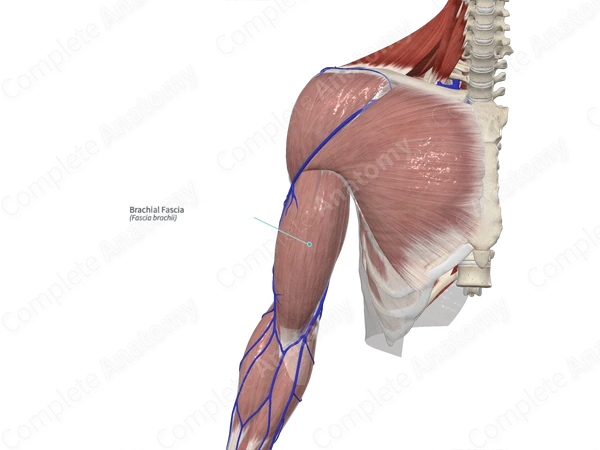 Brachial Fascia | Complete Anatomy