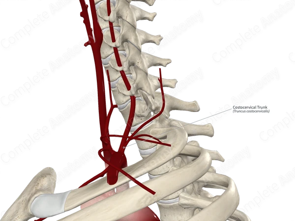 Costocervical Trunk Thyrocervical Trunk | Complete Anatomy