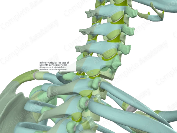 Inferior Articular Process of Seventh Cervical Vertebra (Left ...