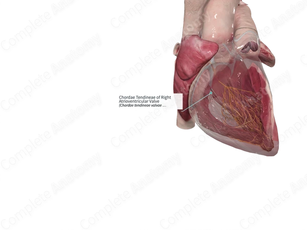Chordae Tendineae Describe The Function Of The Chordae Tendineae And