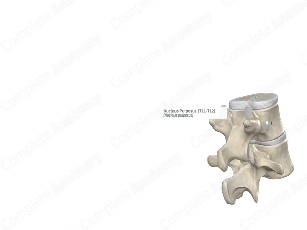 Nucleus Pulposus (T11-T12) | Complete Anatomy