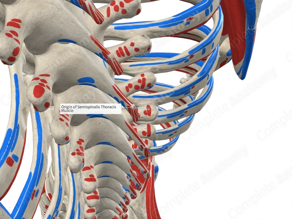 Origin of Semispinalis Thoracis Muscle | Complete Anatomy
