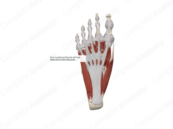 First Lumbrical Muscle of Foot | Complete Anatomy