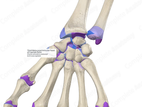 Third Metacarpal Articular Facet of Capitate Bone | Complete Anatomy