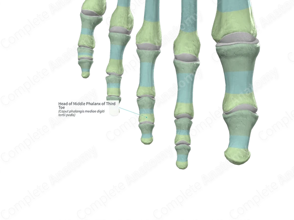 Head of Middle Phalanx of Third Toe | Complete Anatomy
