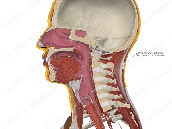 Mucosa of Laryngopharynx | Complete Anatomy