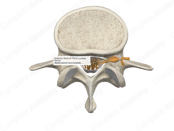 Anterior Root of Third Lumbar Nerve | Complete Anatomy