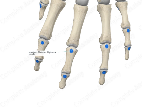 Insertion of Extensor Digitorum Muscle | Complete Anatomy