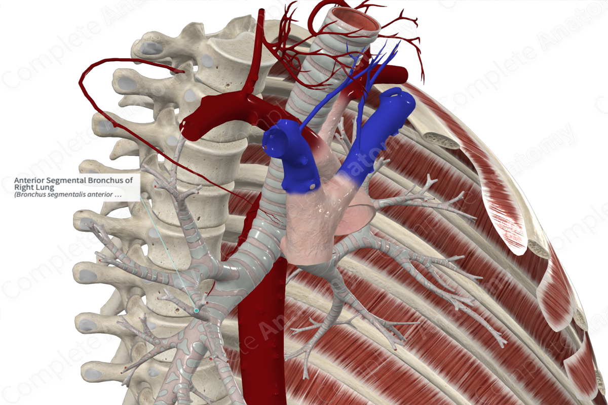 Anterior Segmental Bronchus Of Right Lung Complete Anatomy