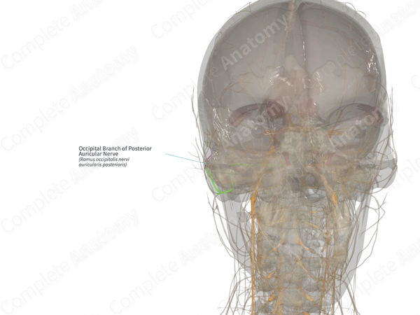 Posterior Auricular Nerve The Radiology Of Referred Otalgia | American