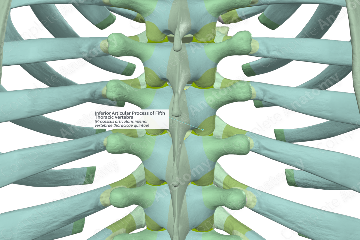 Inferior Articular Process Of Fifth Thoracic Vertebra Right