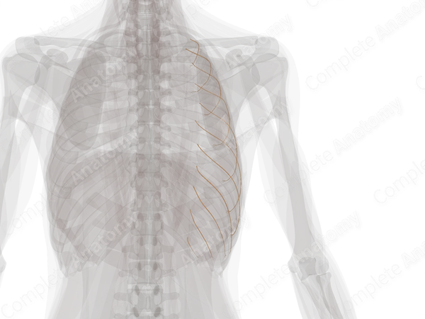 Collateral Branches of Intercostal Nerves (Left) | Complete Anatomy