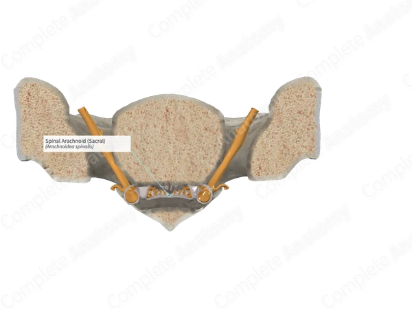 Spinal Arachnoid (Sacral) | Complete Anatomy