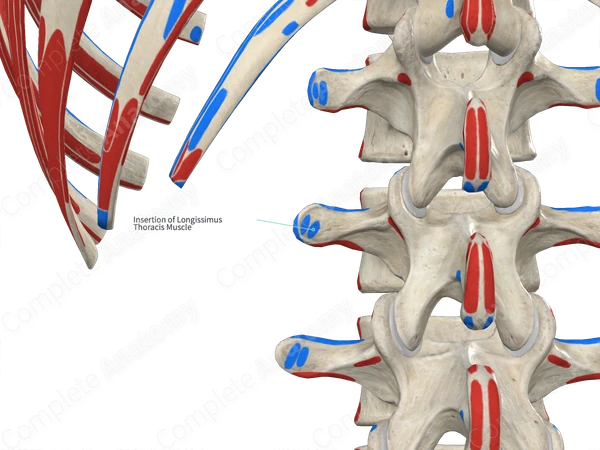Insertion of Longissimus Thoracis Muscle | Complete Anatomy