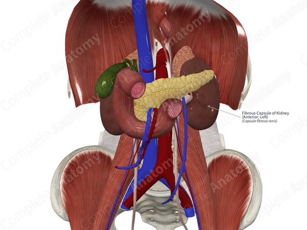 Fibrous Capsule of Kidney (Anterior; Left) | Complete Anatomy