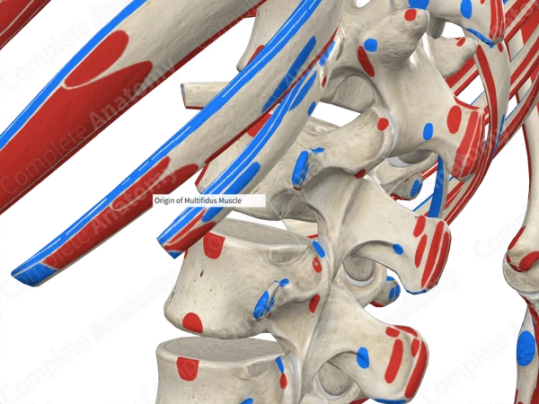Origin of Multifidus Muscle | Complete Anatomy