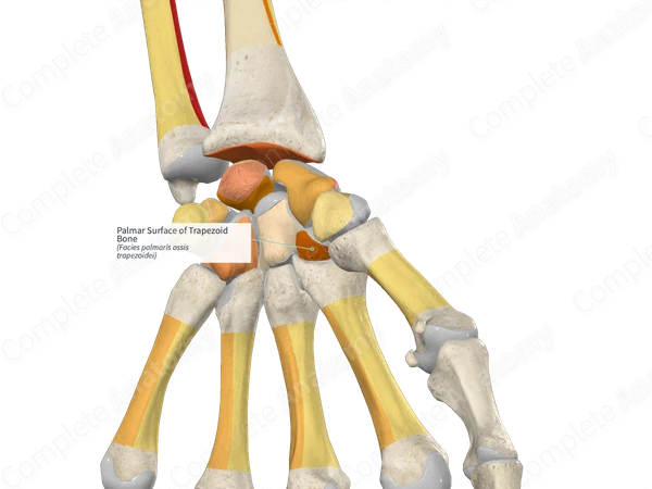 Palmar Surface of Trapezoid Bone | Complete Anatomy
